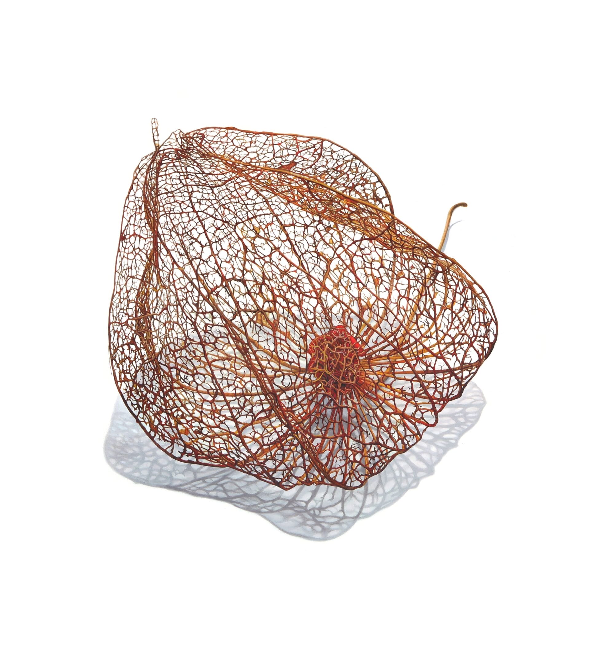 David Morrison: Finding Profound Beauty in Nature’s Details | Showcase ...